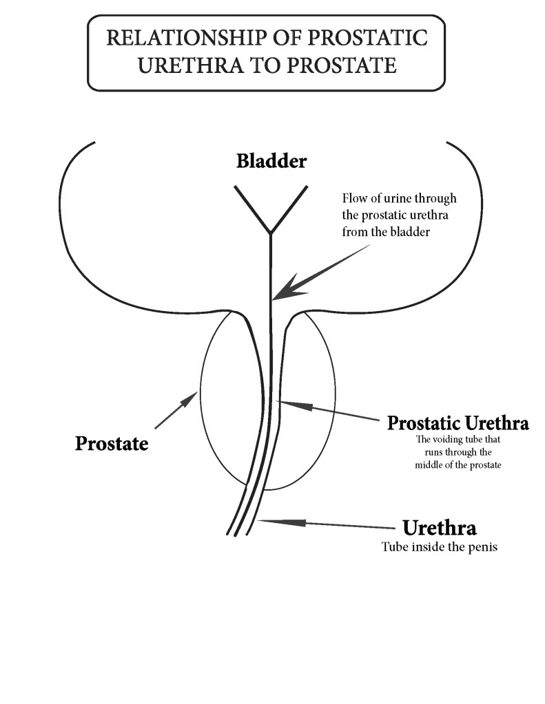 The anatomy of the prostate- “Water and Nerves” – Prostate Diaries