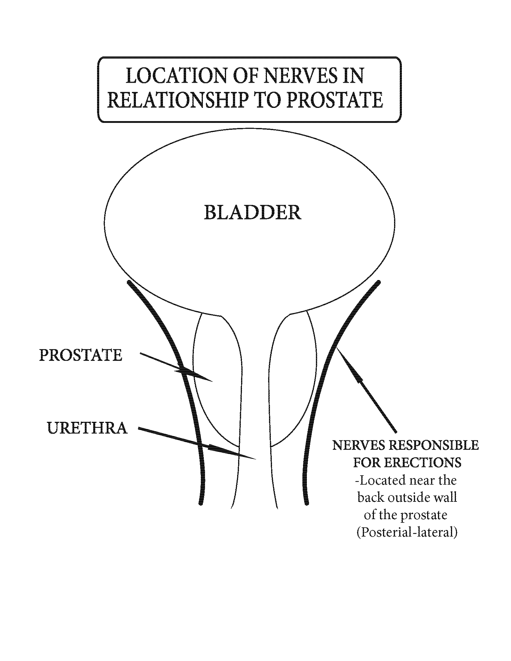 The anatomy of the prostate- “Water and Nerves” – Prostate Diaries